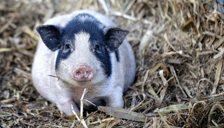 Gene-Edited Pig Lung Transplanted into Human: A Xenotransplant ...